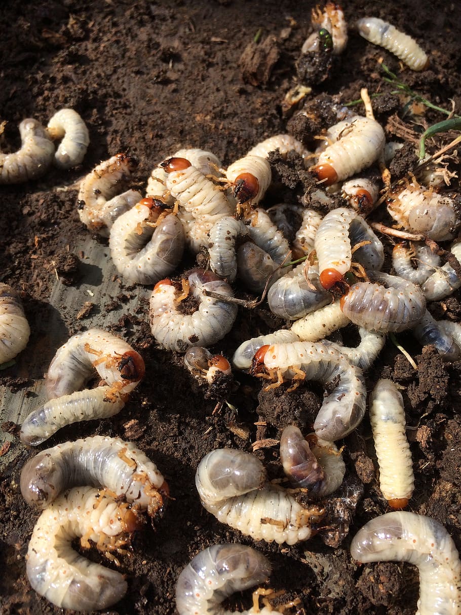 White worms (grub worms) in compost. What are they? - KALLIERGO