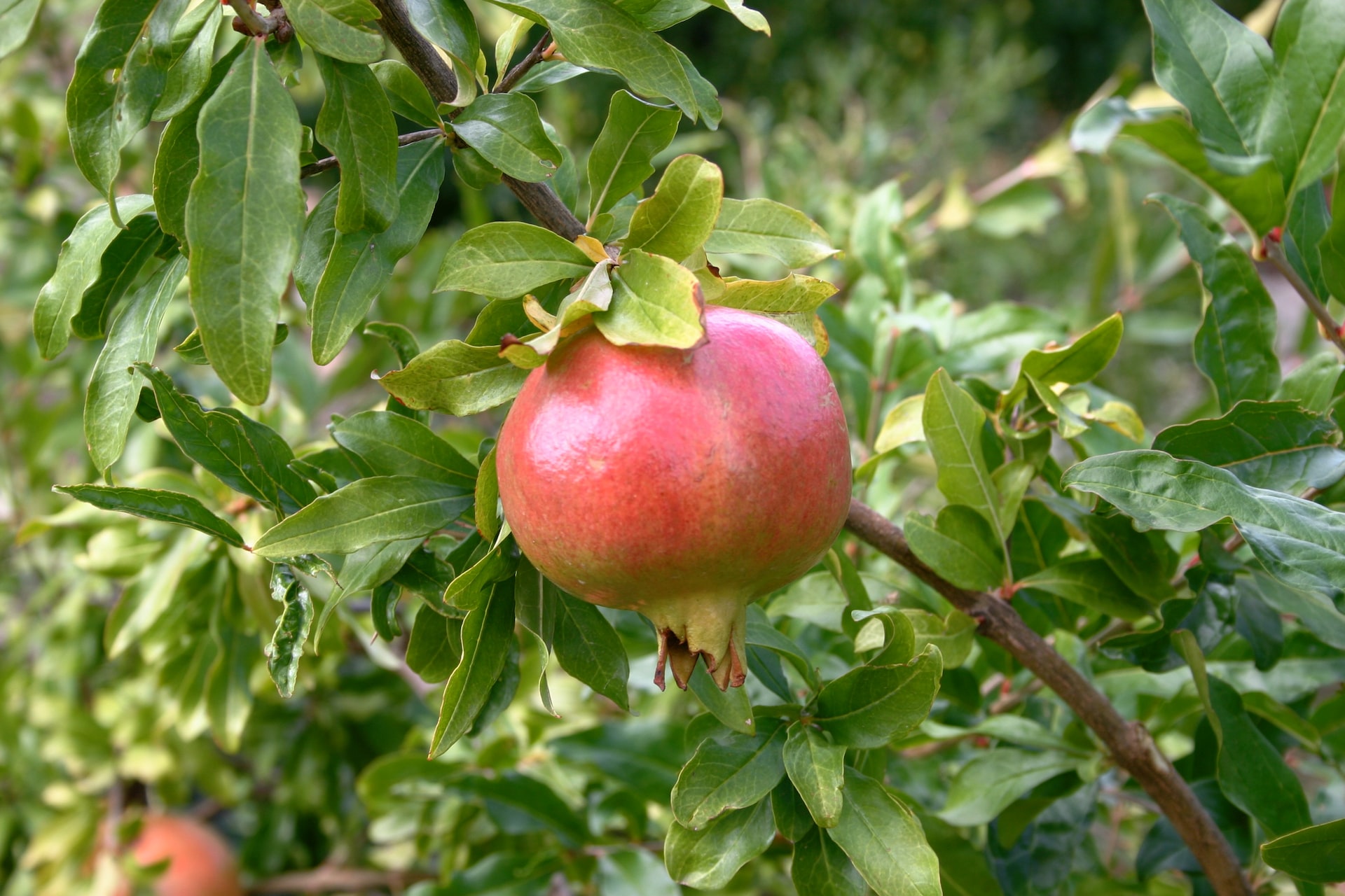 How to grow pomegranate trees. How to easy open and eat pomegranates ...