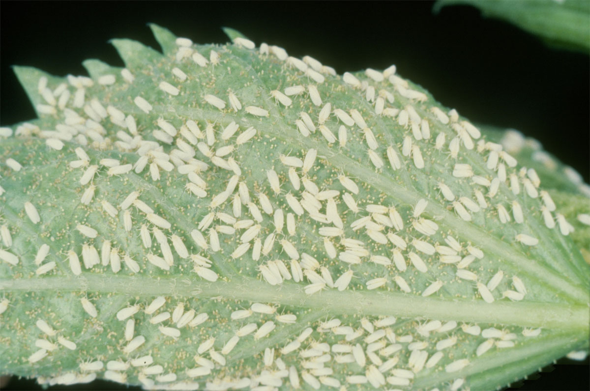 Tobacco whiteflies - KALLIERGO
