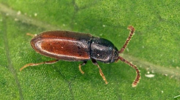 Pygmy mangold beetle - KALLIERGO