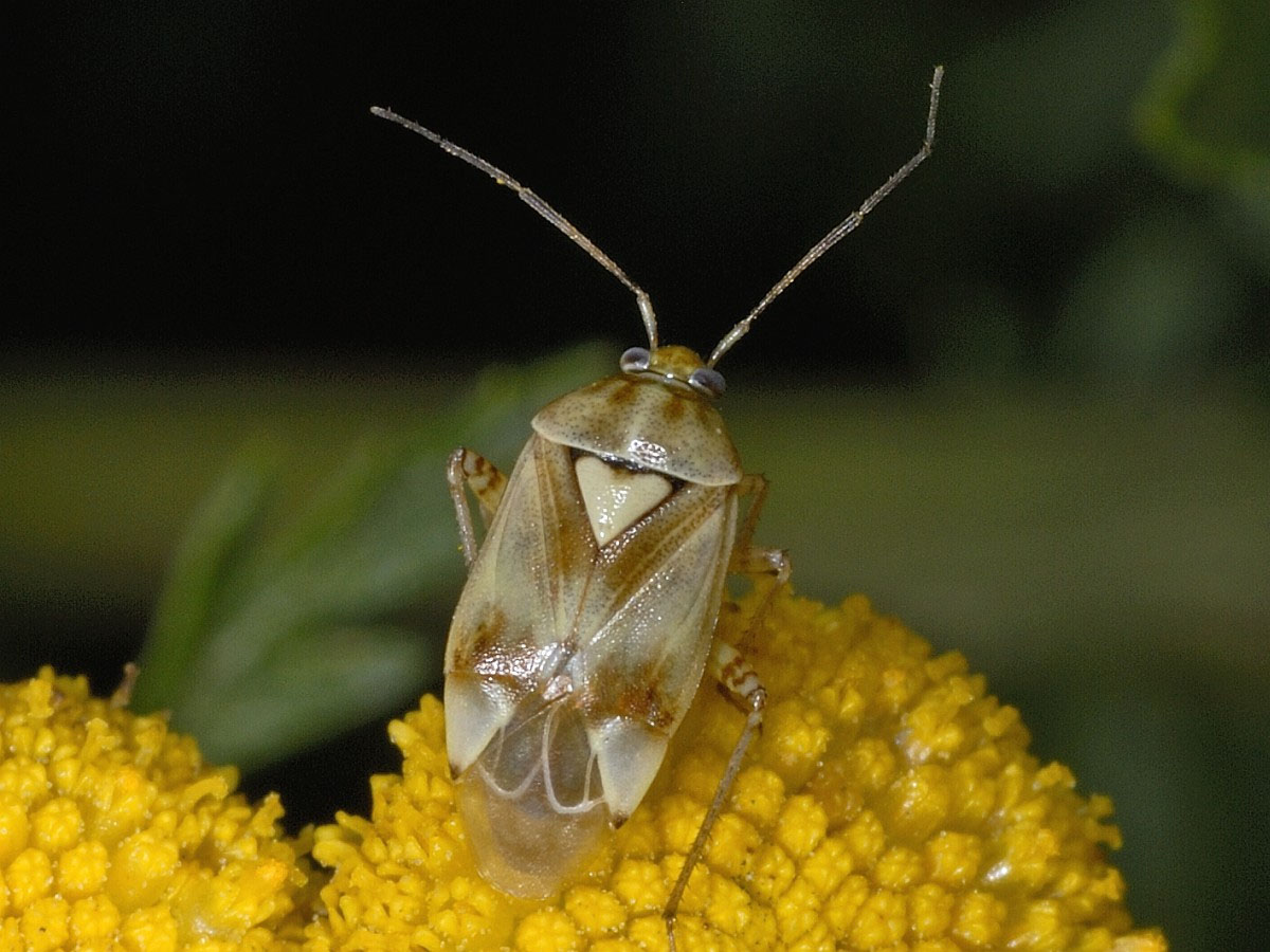 European tarnished plant bug - KALLIERGO
