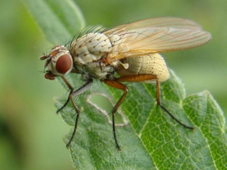 Wheat bulb fly - KALLIERGO