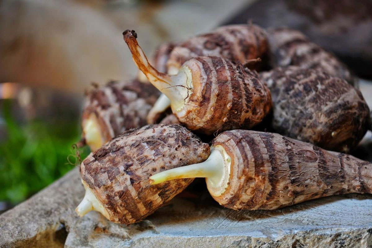Taro (kolokasi). The plant. The uses. Taro recipes - KALLIERGO