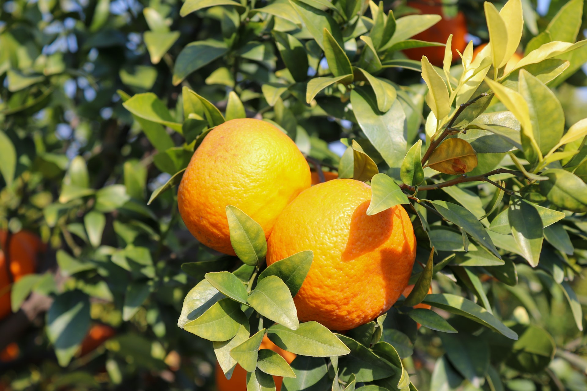 How to grow orange trees in the garden or pots - KALLIERGO
