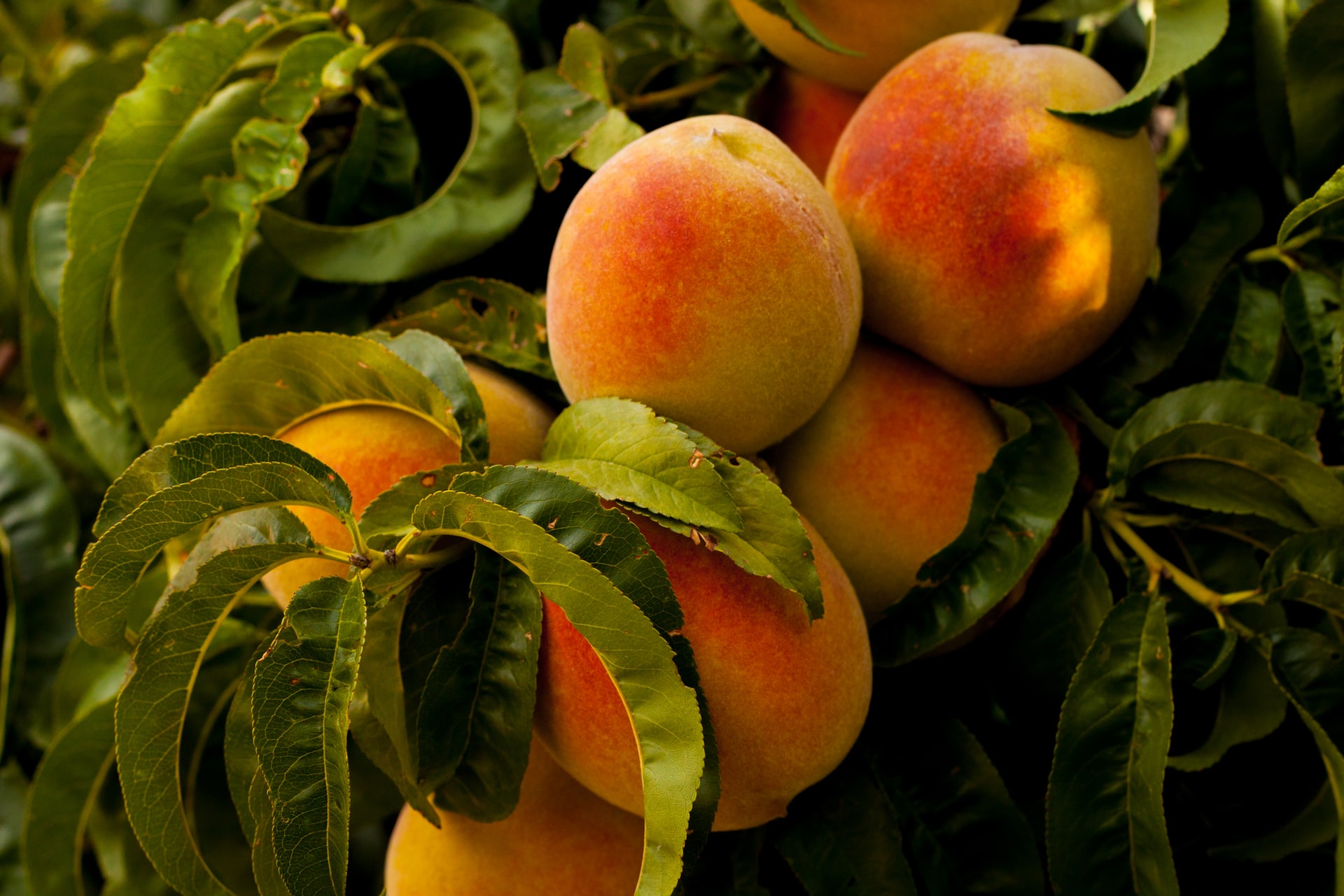 How to grow peach trees in the garden or pots. Tips and problems ...