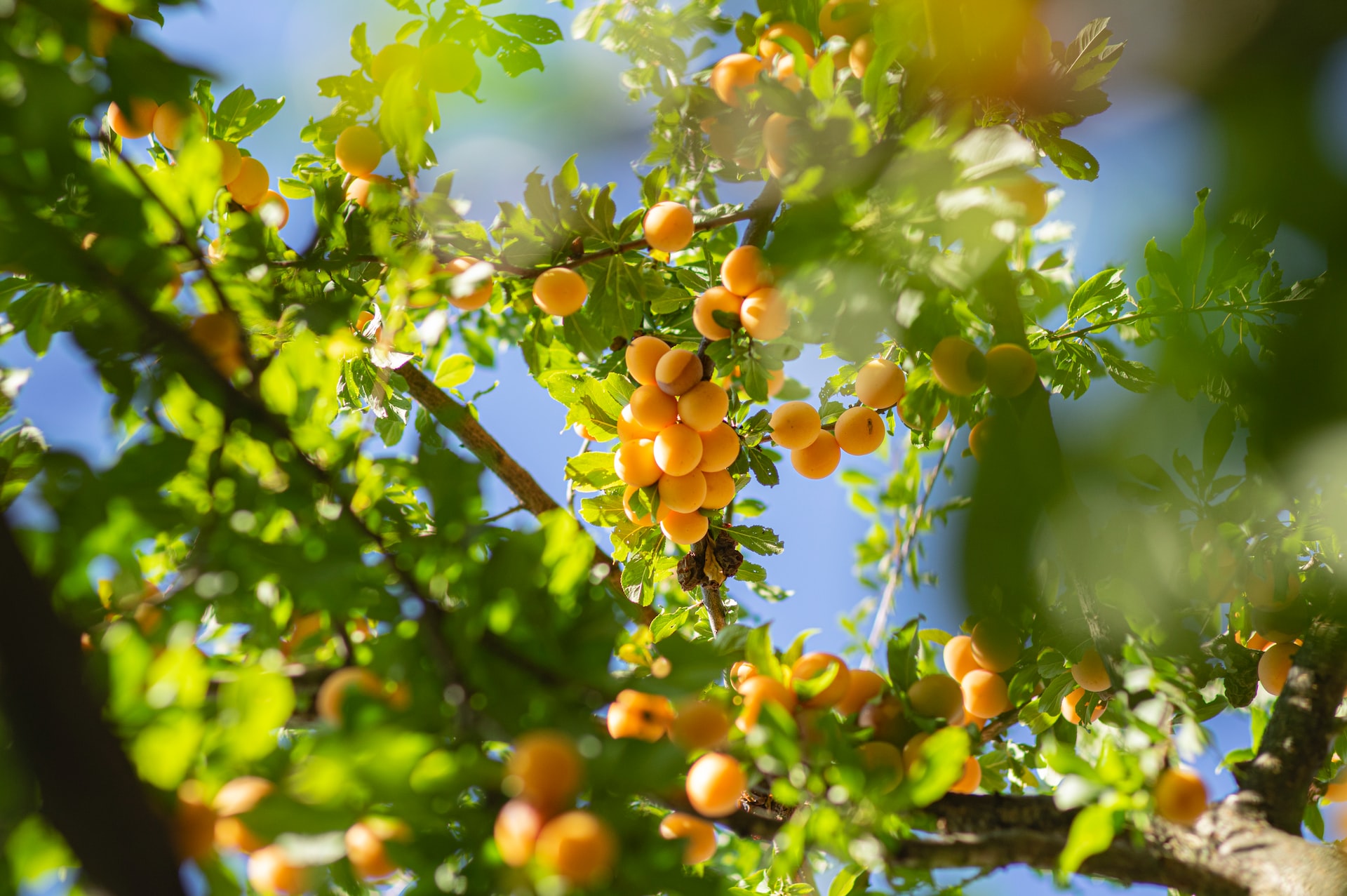 How to grow apricots in your garden and in pots. Tips and problems ...
