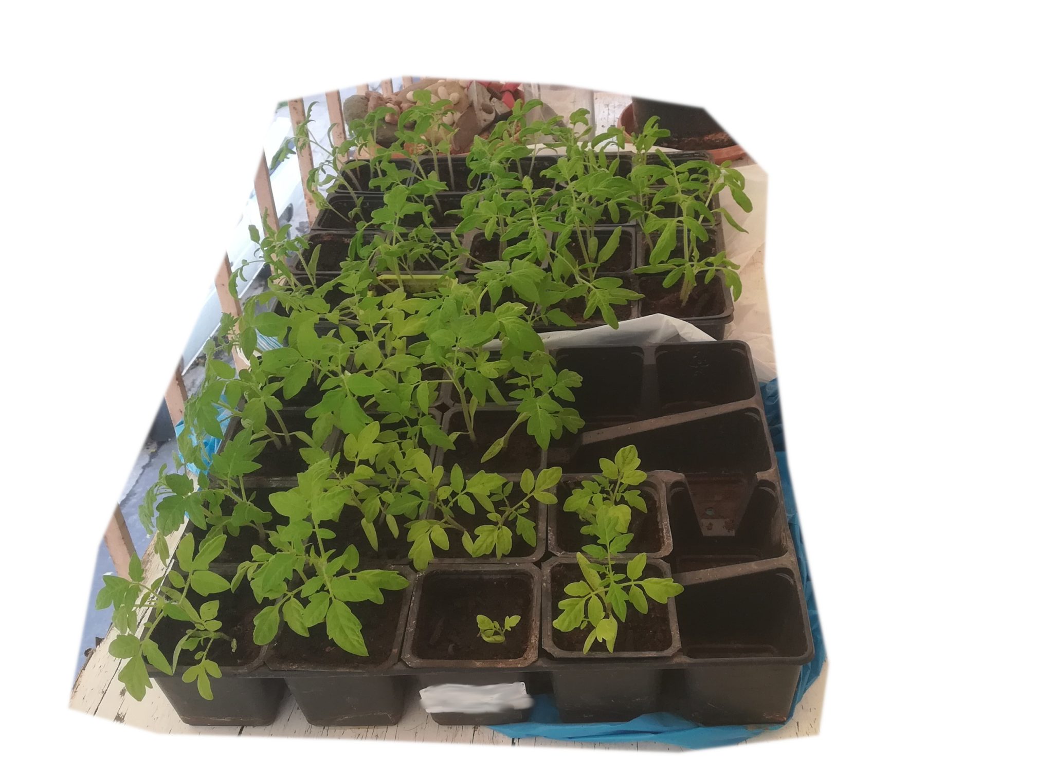 Nitrogen deficiency in tomato plants grown in bags instead of pots on ...