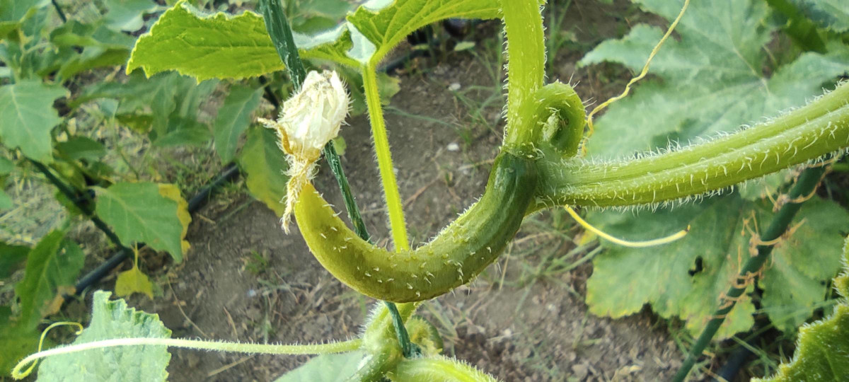 Cucumbers - Male and female flowers in cucumbers - How to have lots of ...