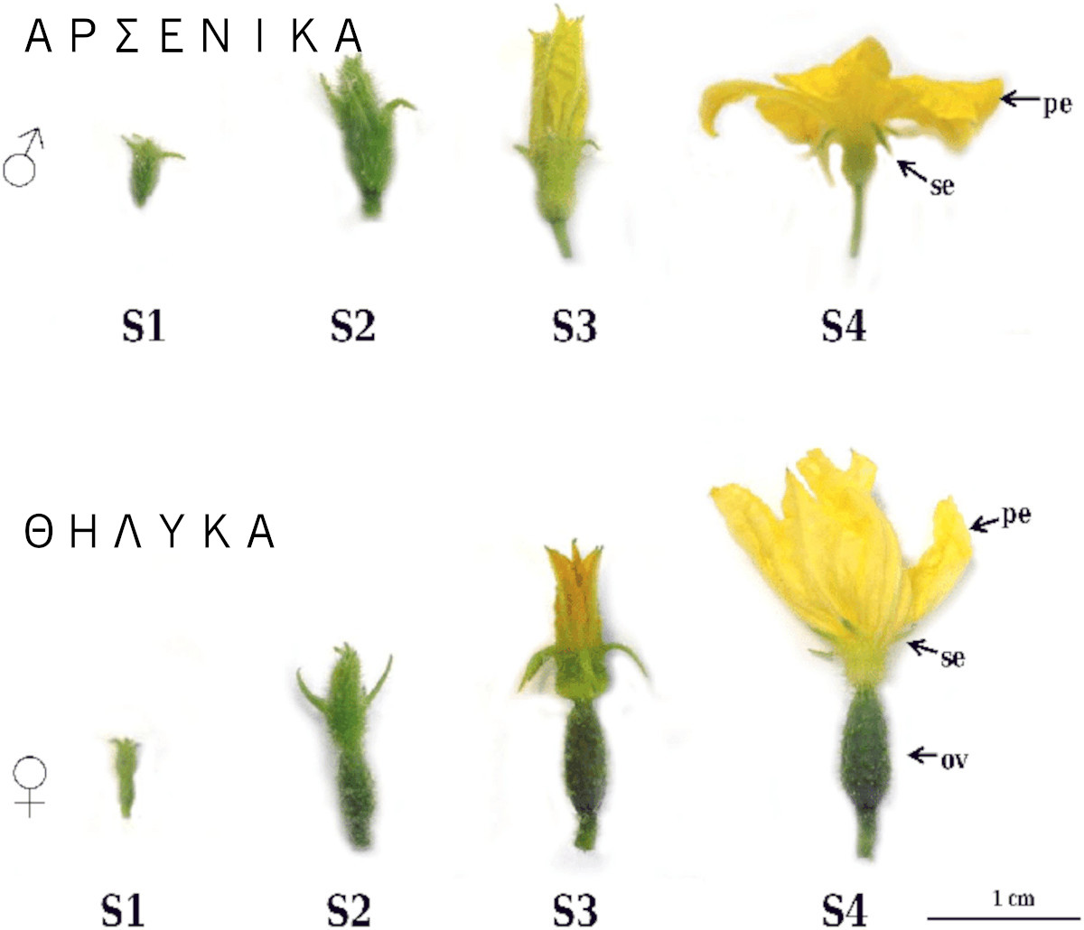 Cucumbers - Male and female flowers in cucumbers - How to have lots of ...