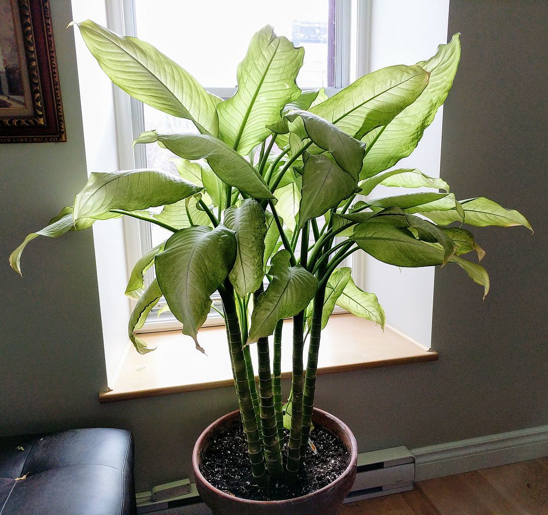 Taking care of Dieffenbachia or dumb cane plant - KALLIERGO