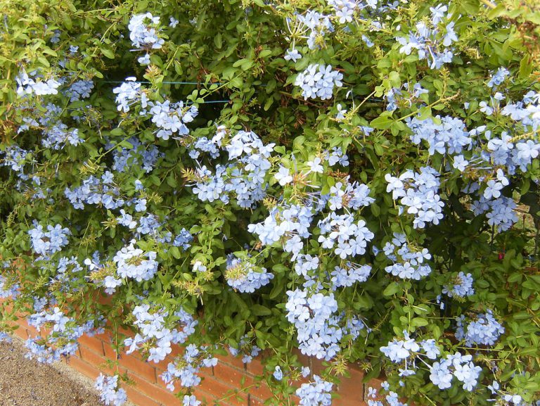 Taking care of Blue plumbago (Plumbago auriculata) plant - KALLIERGO