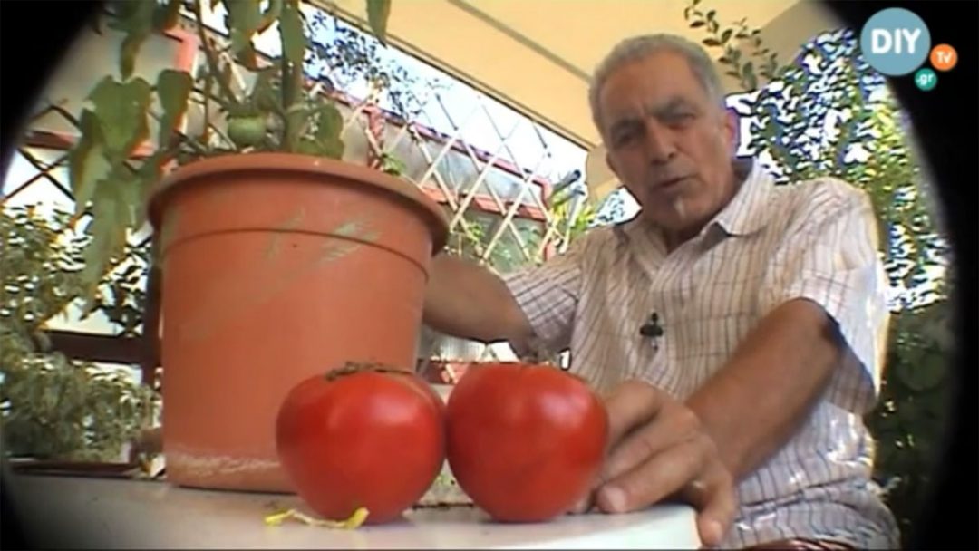 Video Καλλιέργεια Ντομάτας στον Κήπο ή σε Γλάστρα - ΚΑΛΛΙΕΡΓΩ