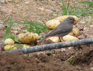Μαζεύοντας Φαγώσιμα Άγρια Χόρτα - Φτιαχνω Μονος Μου - Do it.gr