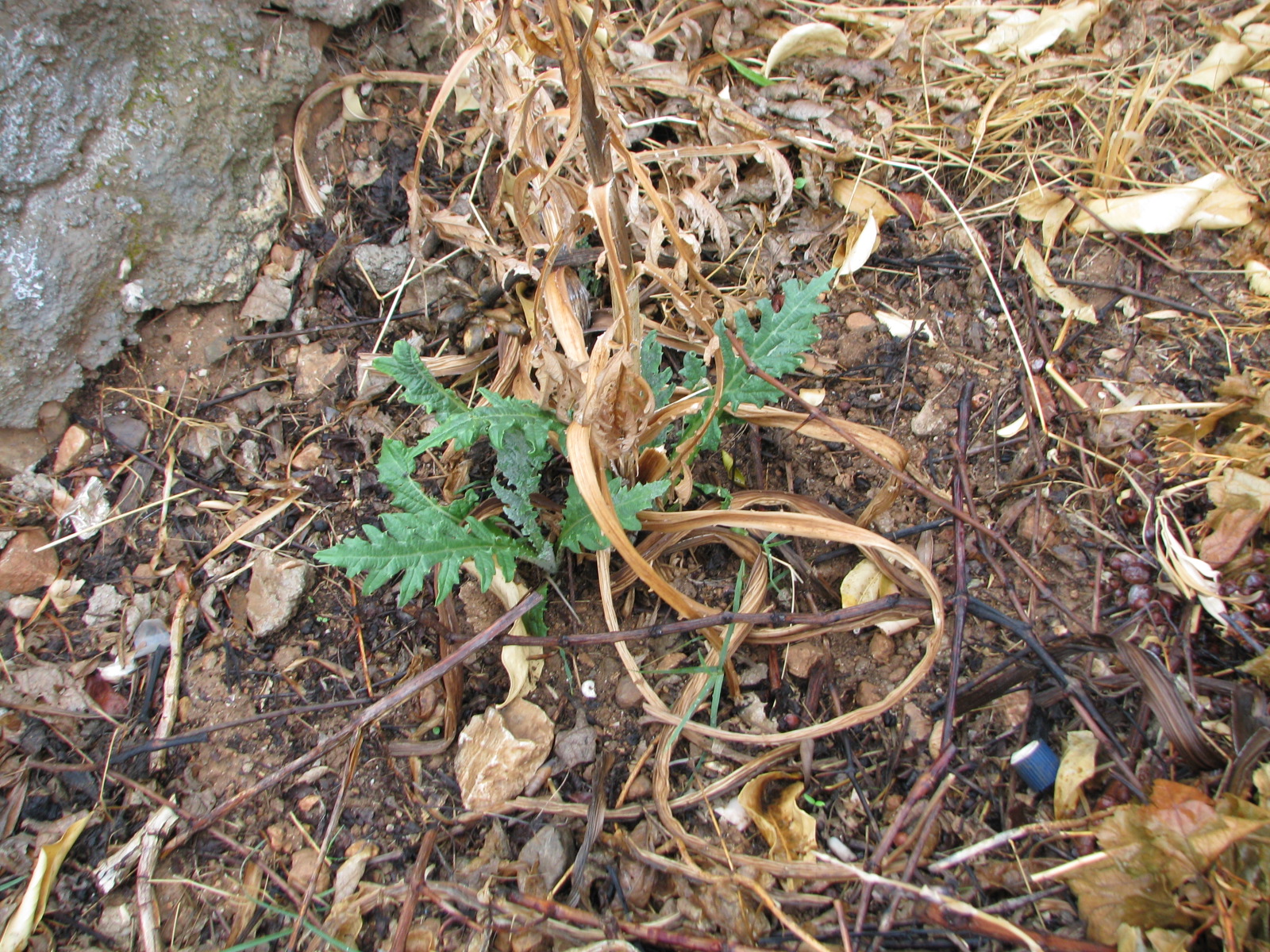 Οι αγκινάρες τον Σεπτέμβριο - ΚΑΛΛΙΕΡΓΩ