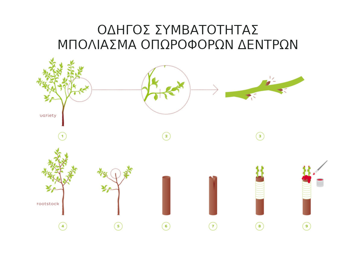 Μπόλιασμα Οπωροφόρων Δέντρων - Οδηγός Συμβατότητας - Τι δέντρο μπορούμε ...